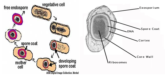Environmental Science & Engineering: Bacterial Endospores
