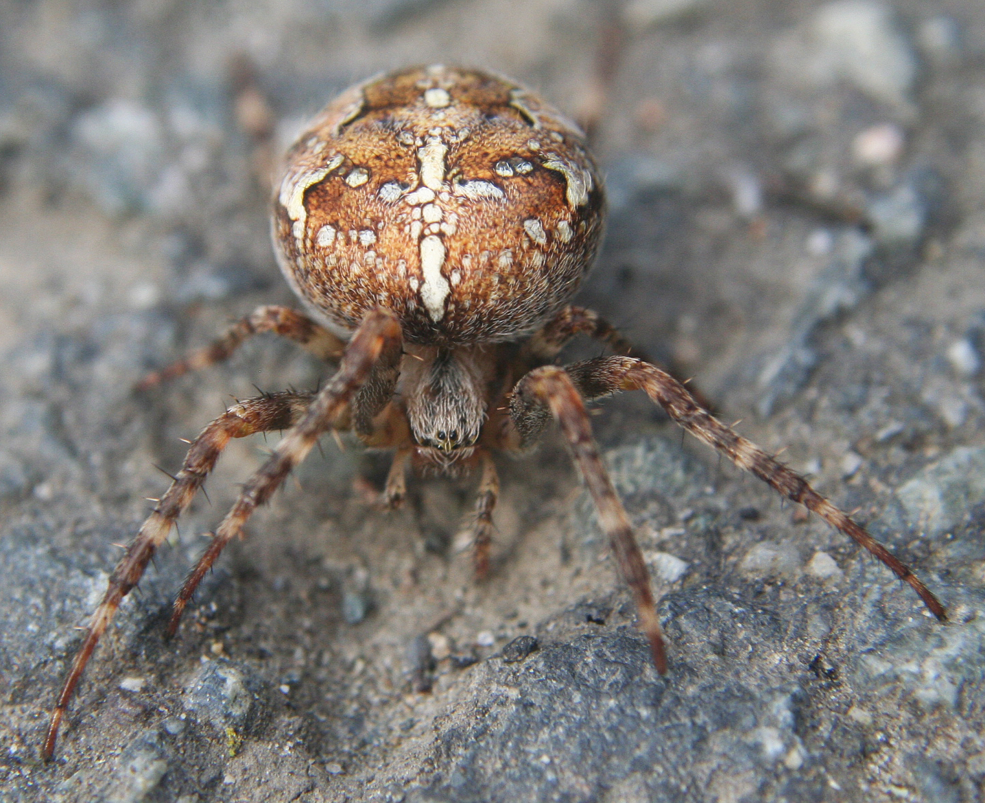 William M Dean - Slices of Laugh: Sex, Drugs, Pets and Gardens!