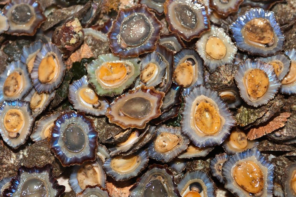 Protejamos las Maravillas del Mar: LA LAPA FERRUGINOSA SE REIVINDICA ...