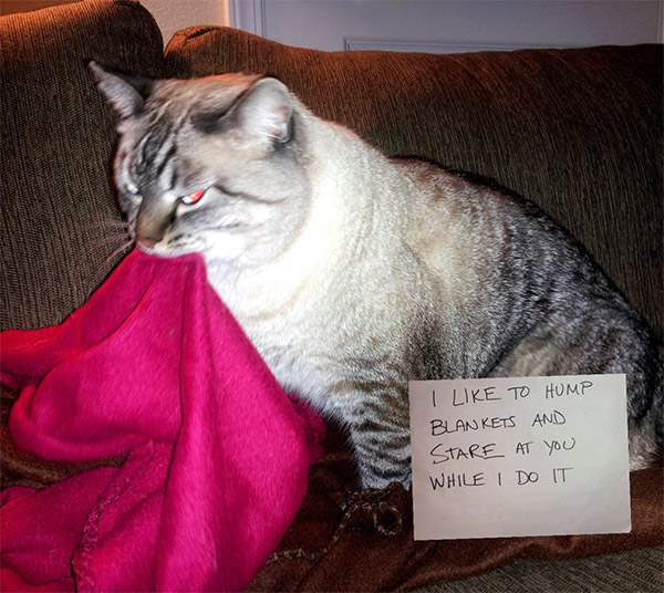 I Have Seen The Whole Of The Internet: Cat Shaming