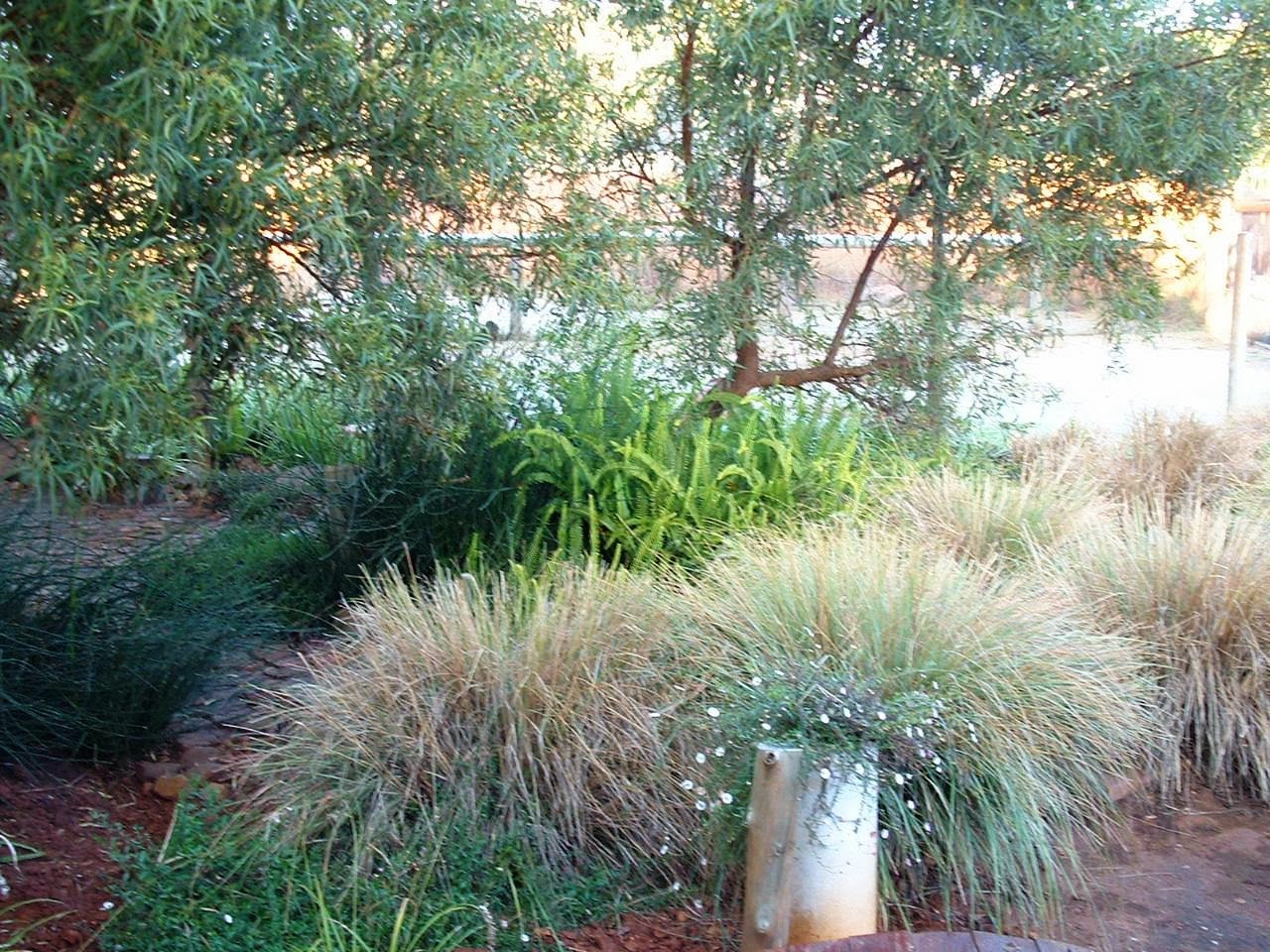 Gardening in Africa: Ornamental grasses in the garden