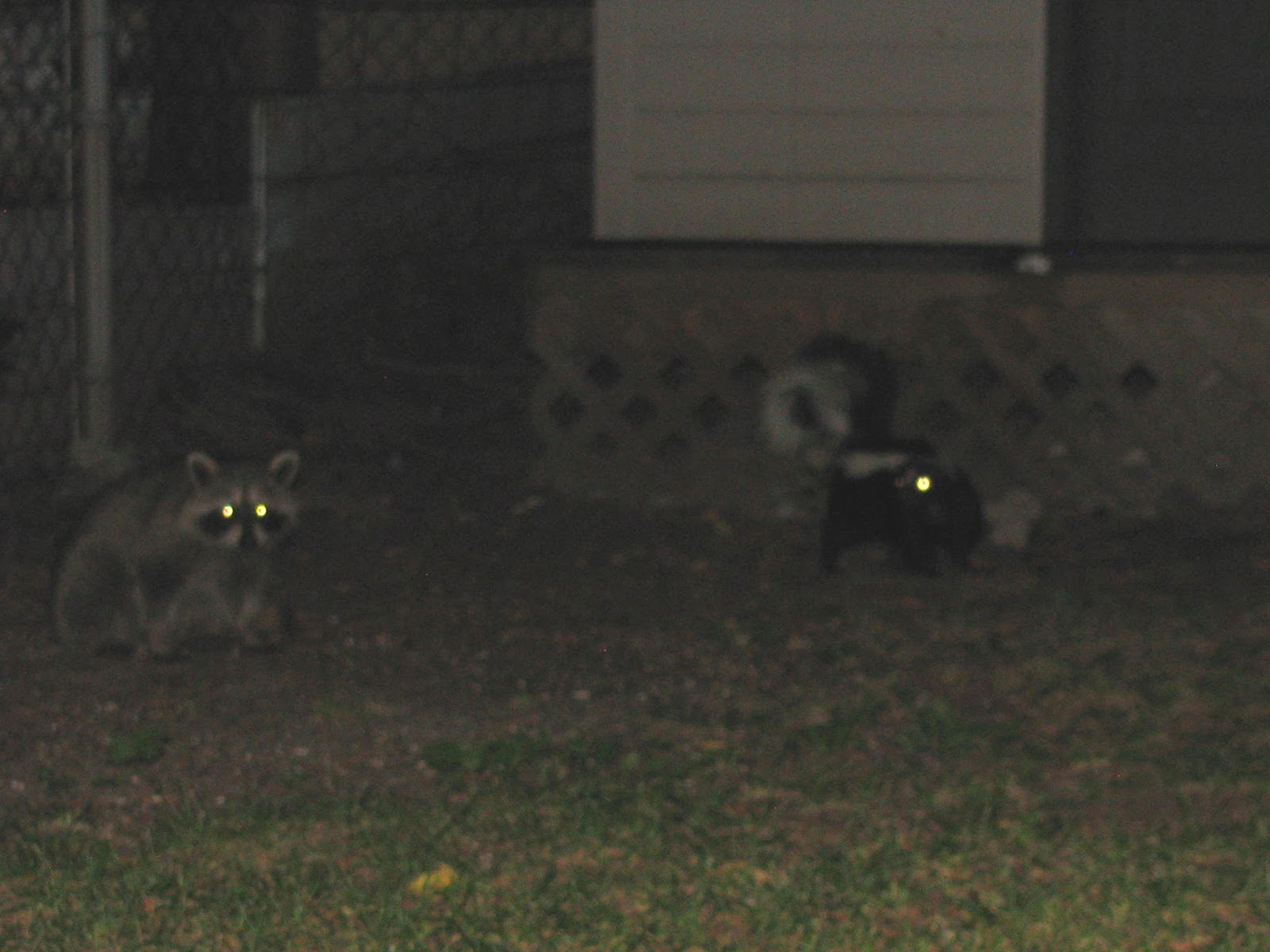 Rob and the Animals: Sunday with the Skunks