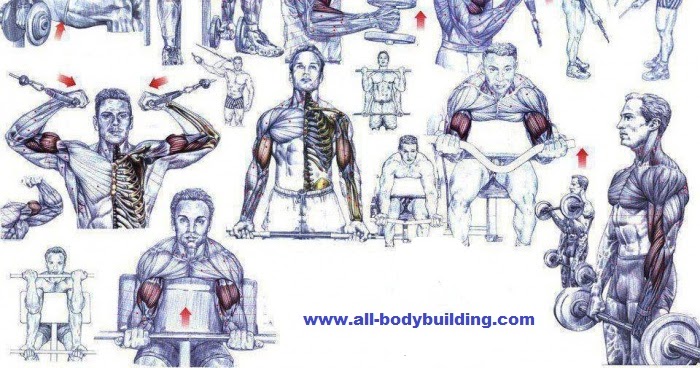 Top 10 Bicep Workout And Bicep Exercise Mistakes ~ multiple fitness