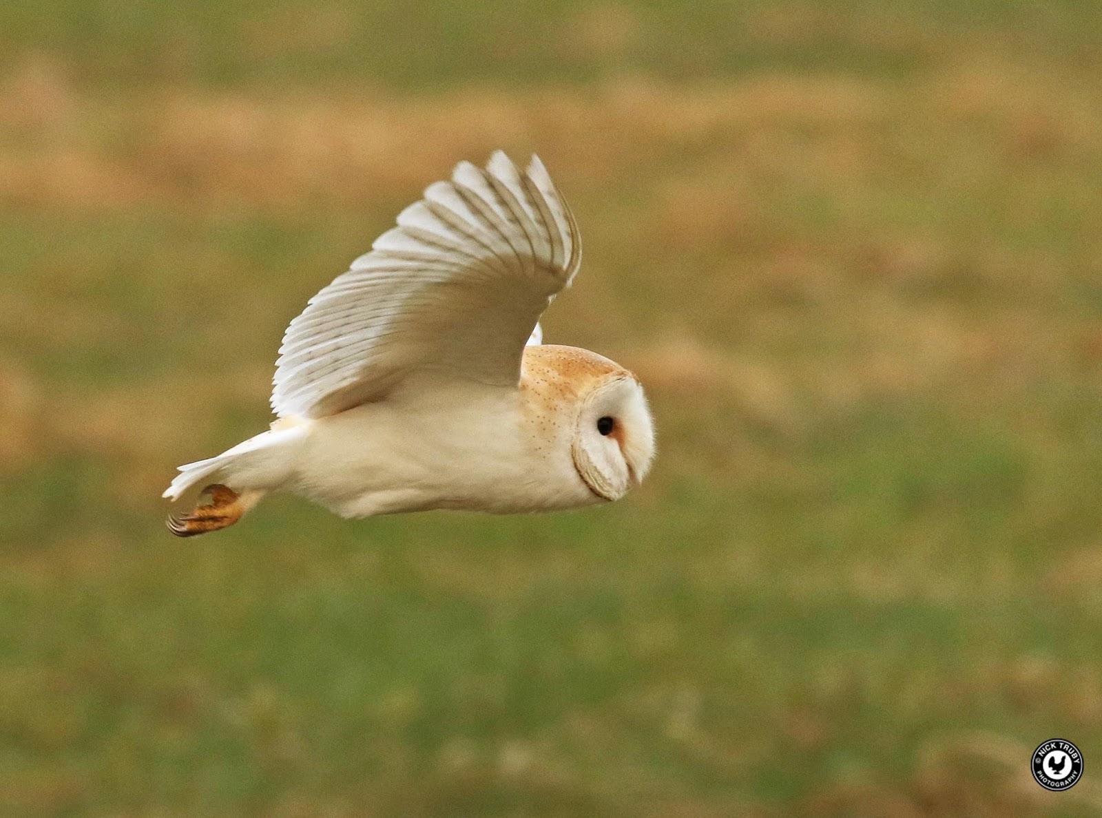 Old Caley's Diary: Barn Owl photos, March