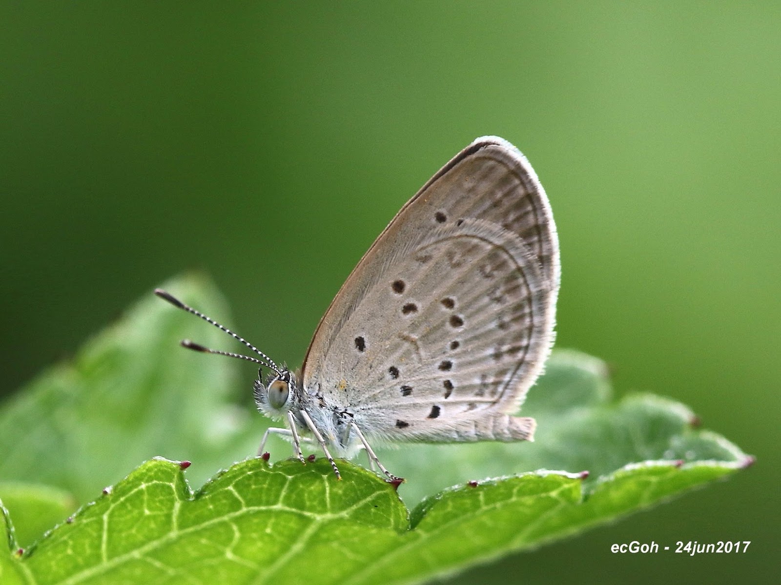 Butterflies of Singapore: Butterfly of the Month - March 2020