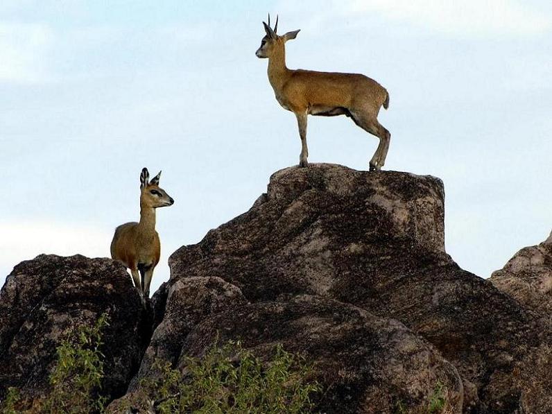 The Jungle Store: Klipspringers - The African Rock Jumpers
