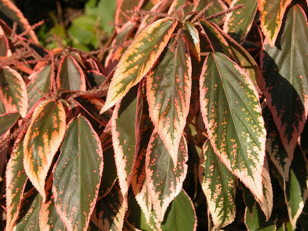 Gardening South Florida Style: South Florida Hedge Plants v.I