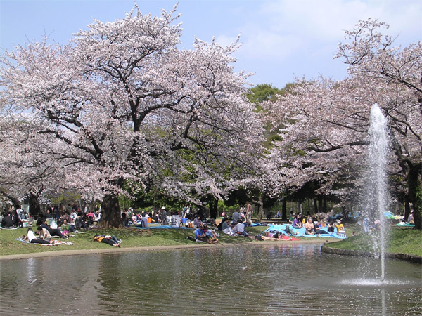 Chuzy Luphy Cherry: HANAMI