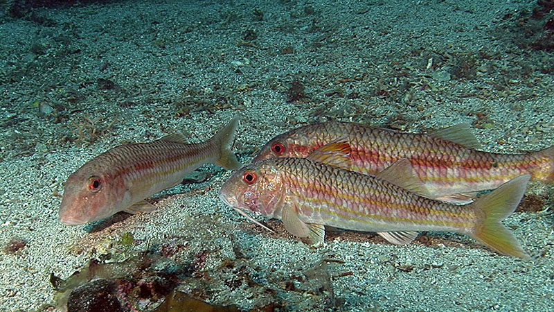 Morski: Brkaš, oli ti ga, trlja blatarica