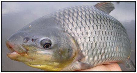 Amilton e Diego - Dicas De Pesca: Piau (Leporinus fasciatus)