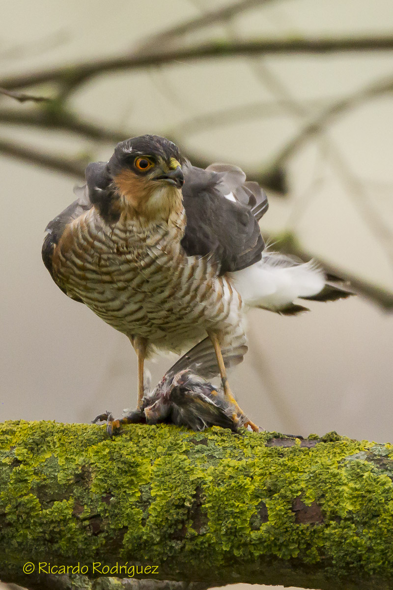 Aves Ricardo Rodriguez: Gavilán (Accipiter nisus) ♂
