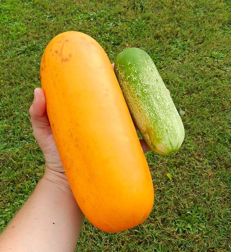 This is going to be a big cucumber : gardening