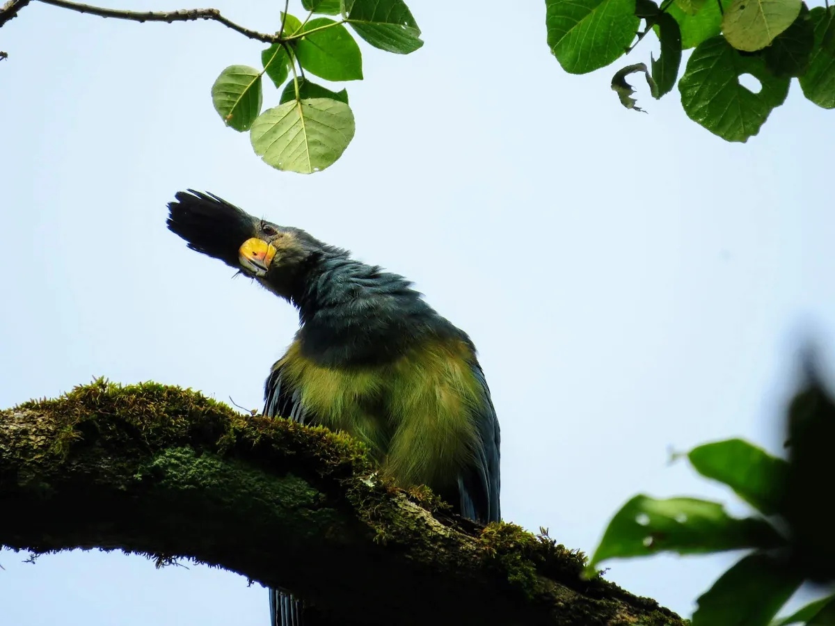 What's It Like to Visit Bigodi Wetlands Sanctuary on a Trip to Uganda ...