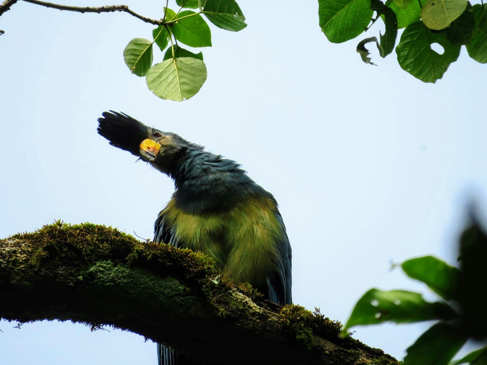 What's It Like to Visit Bigodi Wetlands Sanctuary on a Trip to Uganda?
