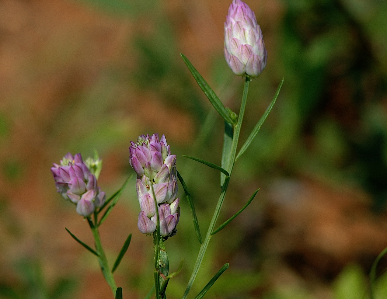 Field Biology in Southeastern Ohio: Prairies: Part 1, site indicators