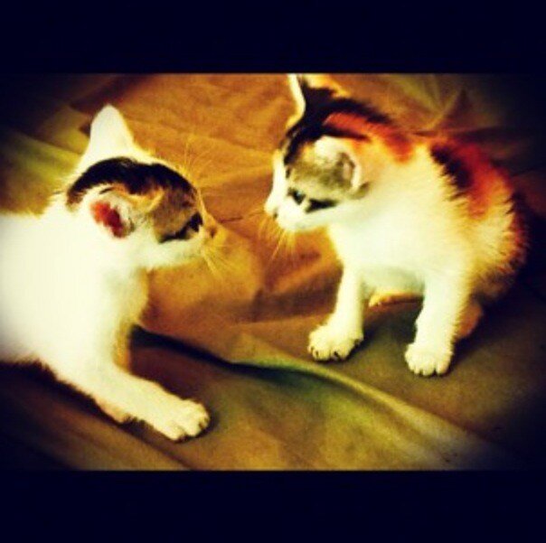 Cat, Kucing, KucH1NGh, gato ~ Daily's Mutiojo