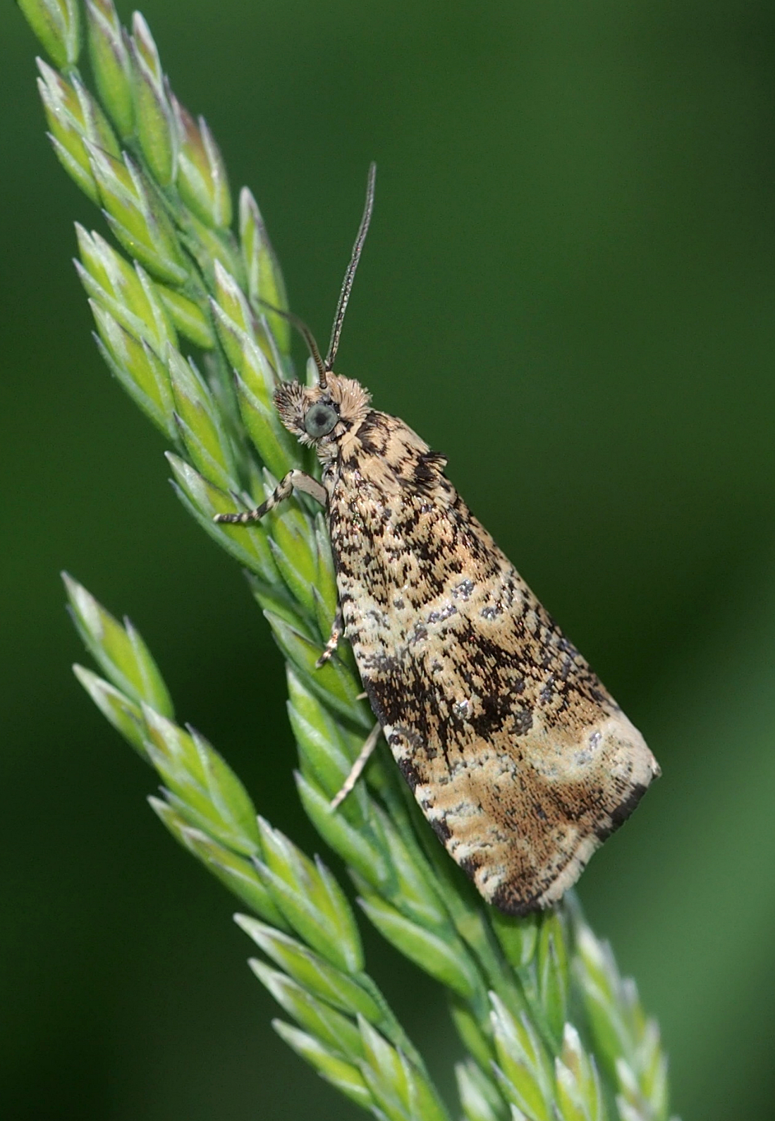 Bill's Birding: Diamond-back Moths
