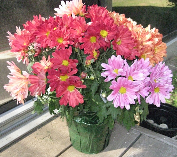 Detox Our World: Traditional Mothers Day Flower Gifts for the Mom with ...