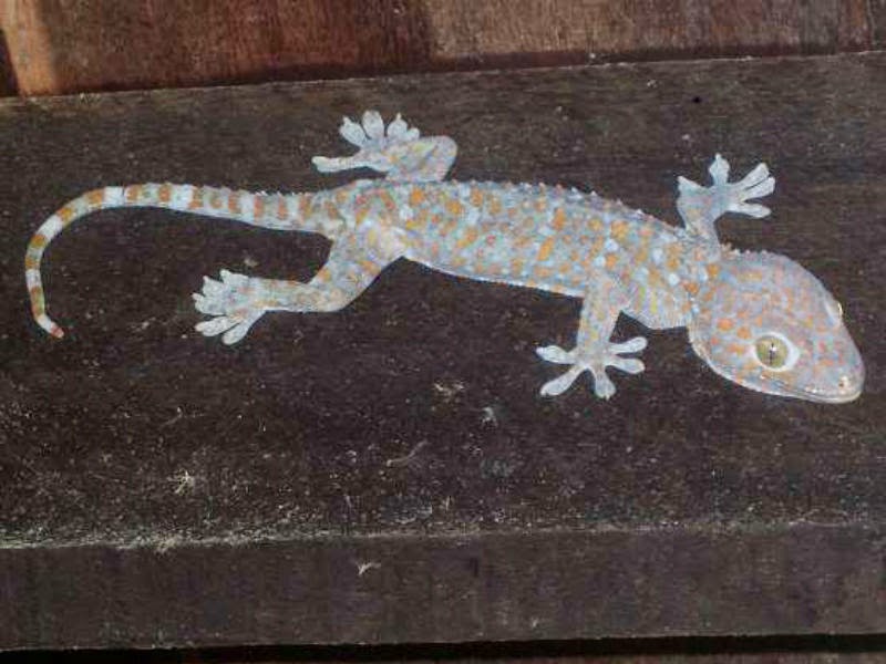 Joy in Thailand: Tokay o grandi gechi