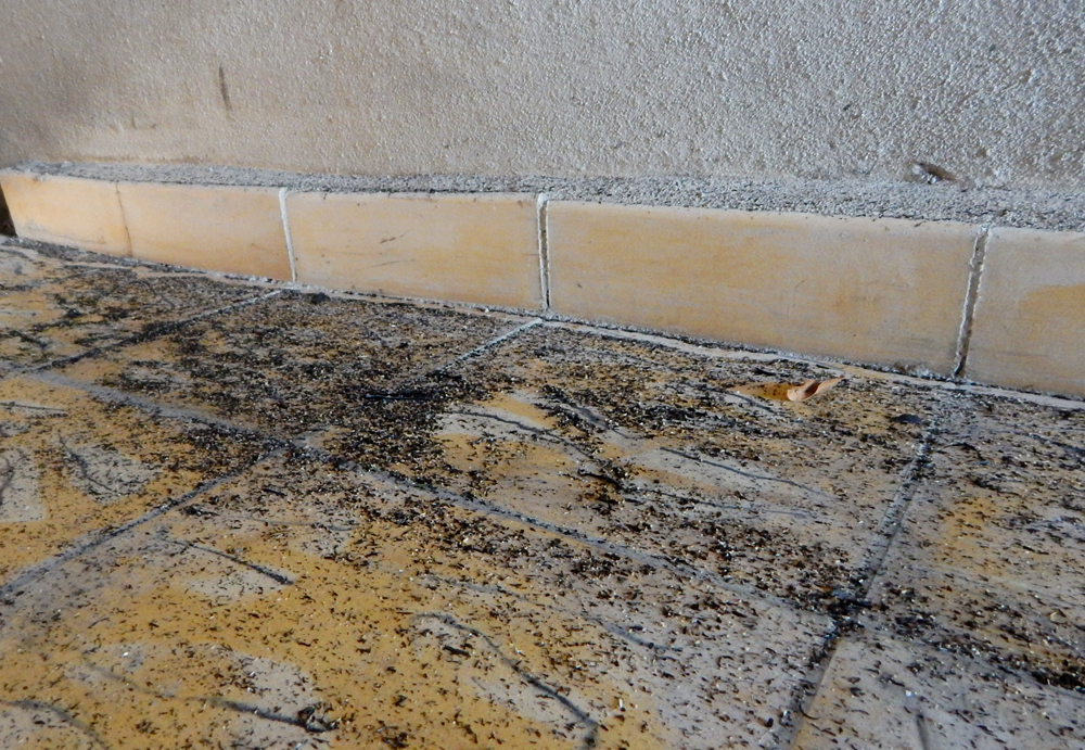 Blog Caracol de Agua: La zafra y el bagacillo