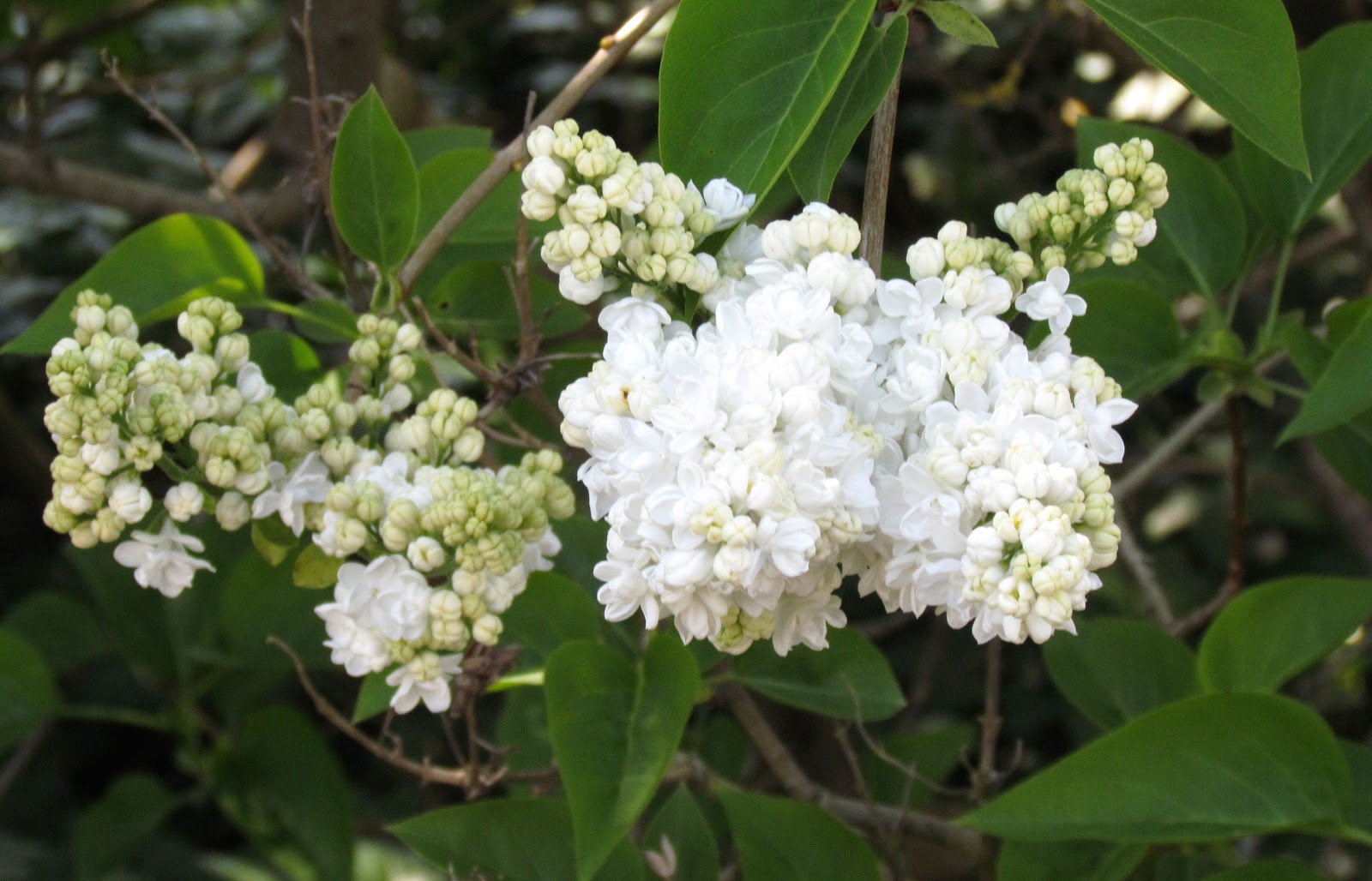 Scene Through My Eyes: Country Whites Weekend