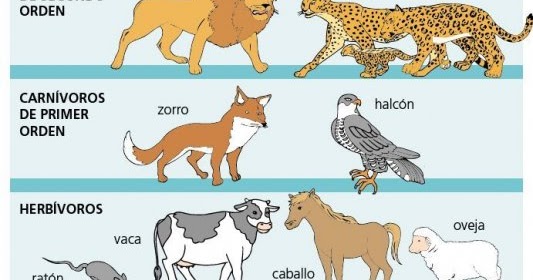 EL MUNDO DE LAS LETRAS: CADENA ALIMENTICIA