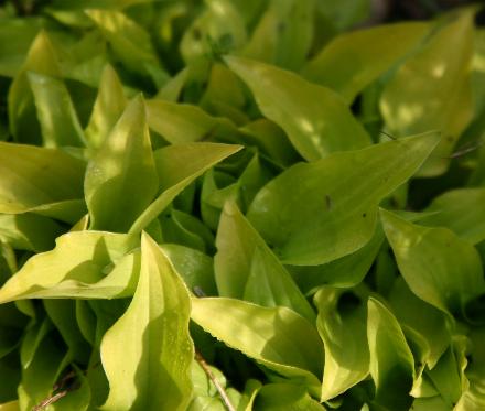 Hoot Owl Hollow: Itsy Bitsy Hostas