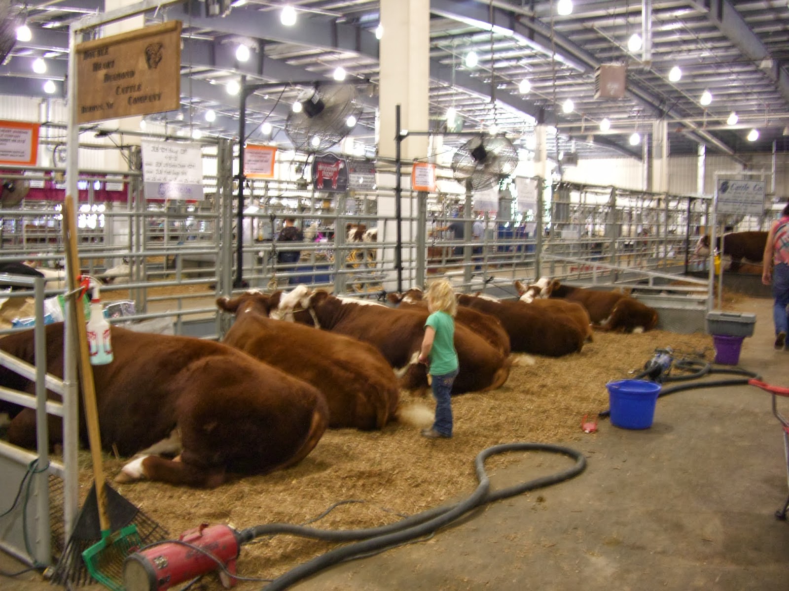 https://lynfenwick.blogspot.com: Cattle at the Fair