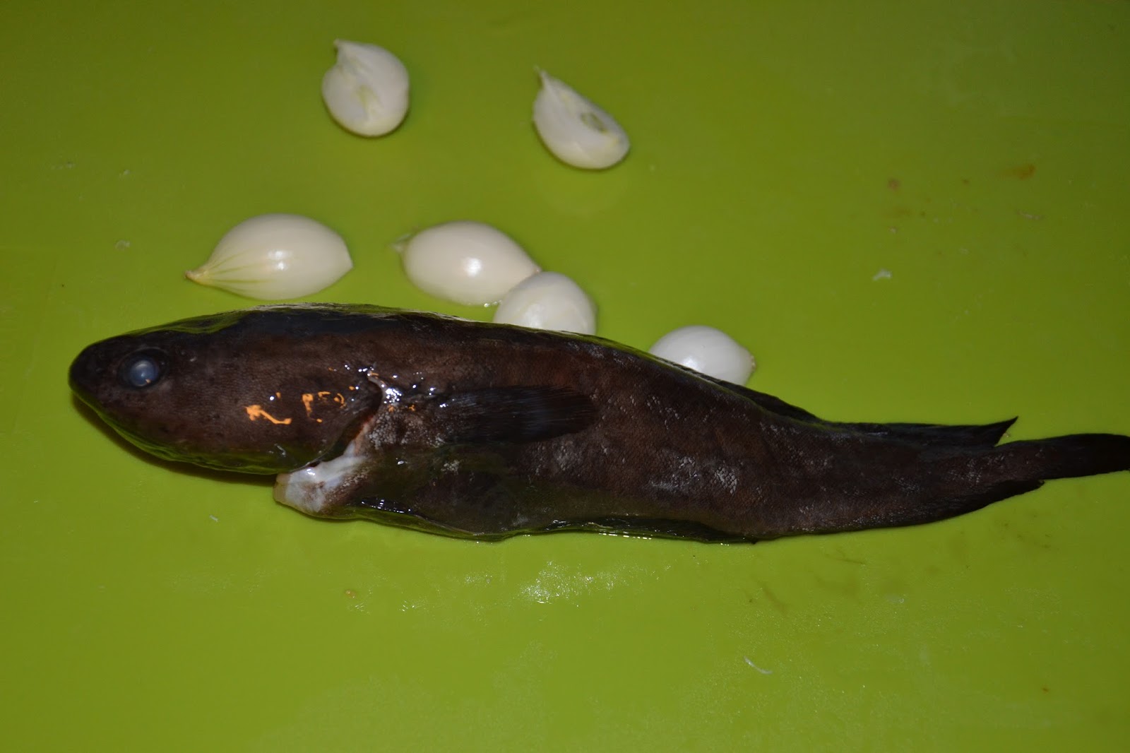 Oppdag Fisk!: Paddetorsk/Tadpole Fish/Raniceps Raninus (Saltvann)