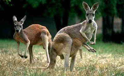 Kangaroo - Wild Life Planet