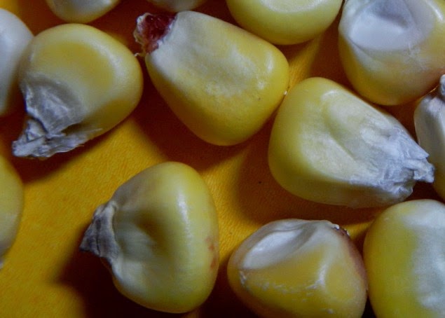 Nature Abhors a Garden: Pueblo Corn