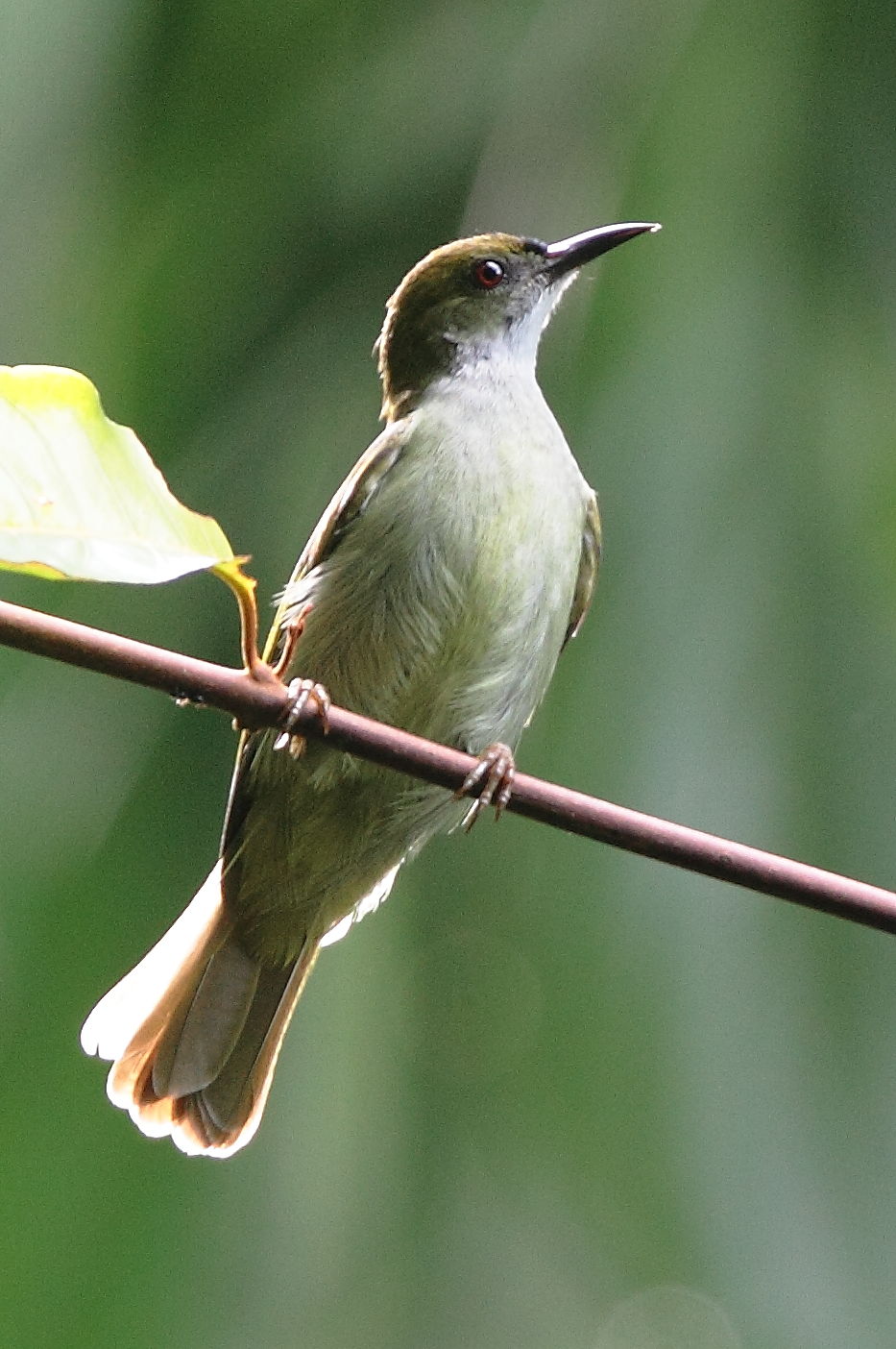 Mike is the name Birding is the game ( Birding in Malaysia - Malaysian ...