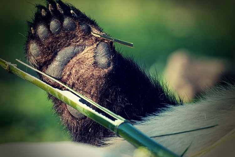 Scientific Info about Endangered Pandas for Kids and Adults ...