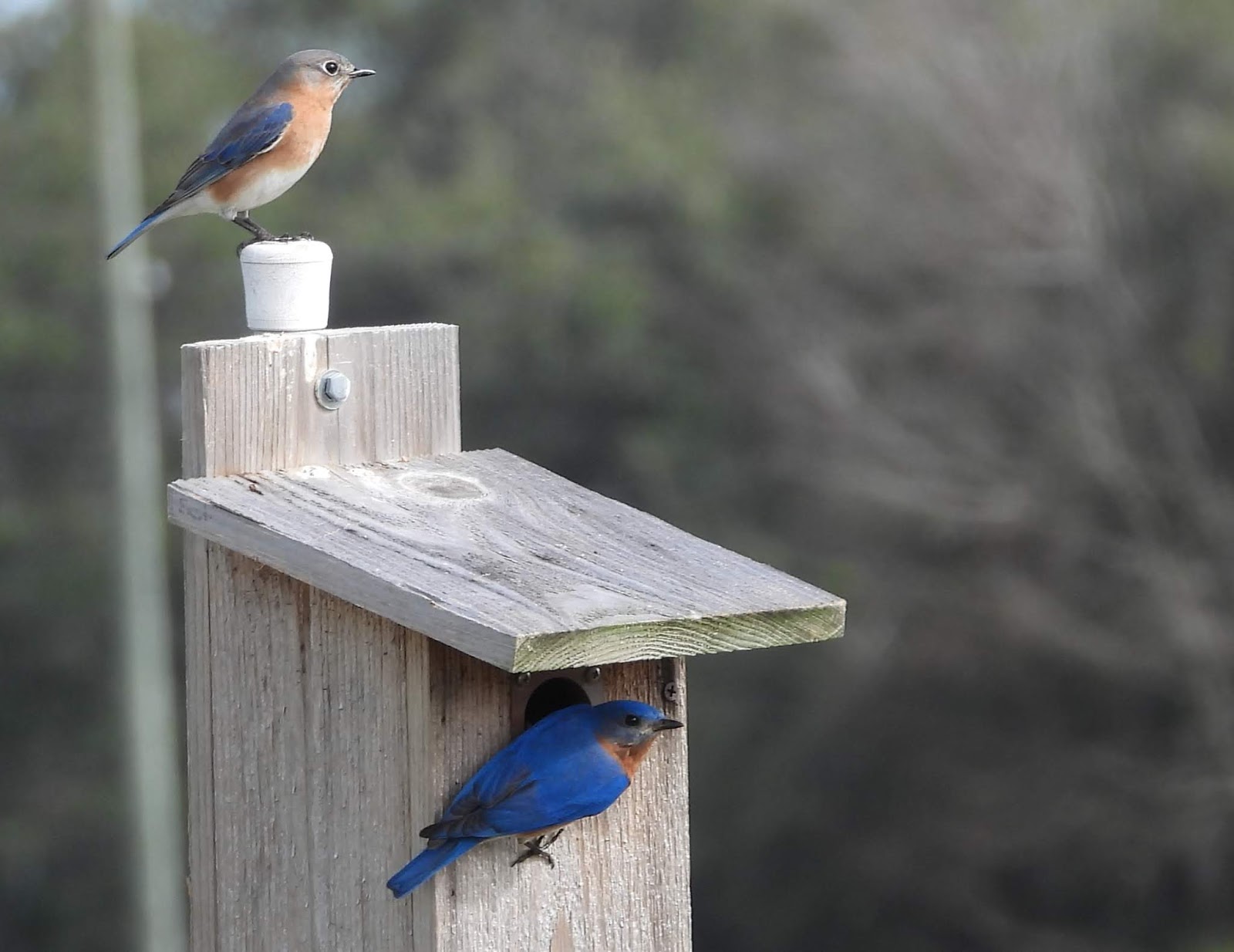 Bird & Travel Photos, Birding Sites, Bird Information: MALE & FEMALE ...