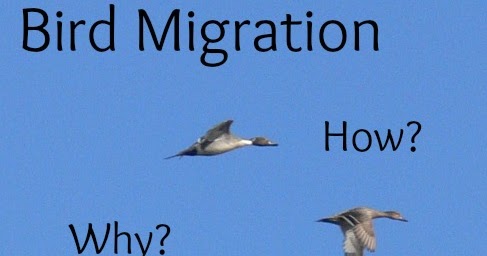 Share it! Science : See it? Share it! Bird Migration