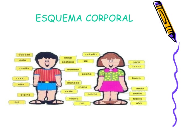 PEDAGOGIA DEL MOVIMIENTO: el esquema corporal
