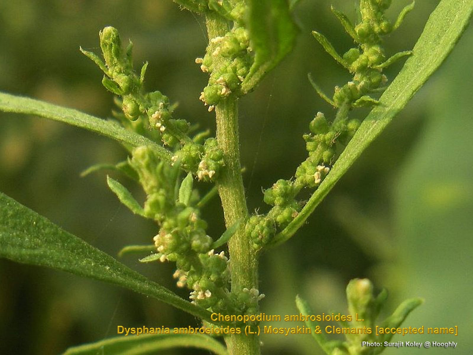 Medicinal Plants: Chenopodium ambrosioides, Dysphania ambrosioides ...