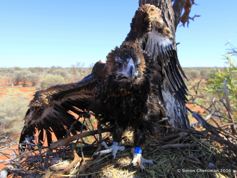 Wedge-tailed Eagle Tracking: Meet the Eagles