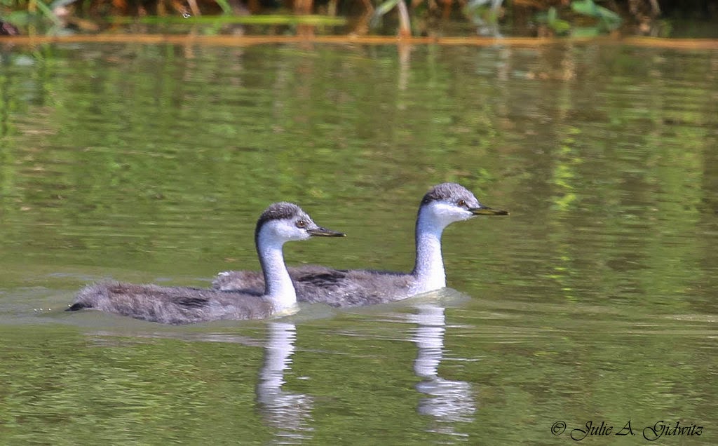 Birding Is Fun!: Grebes!
