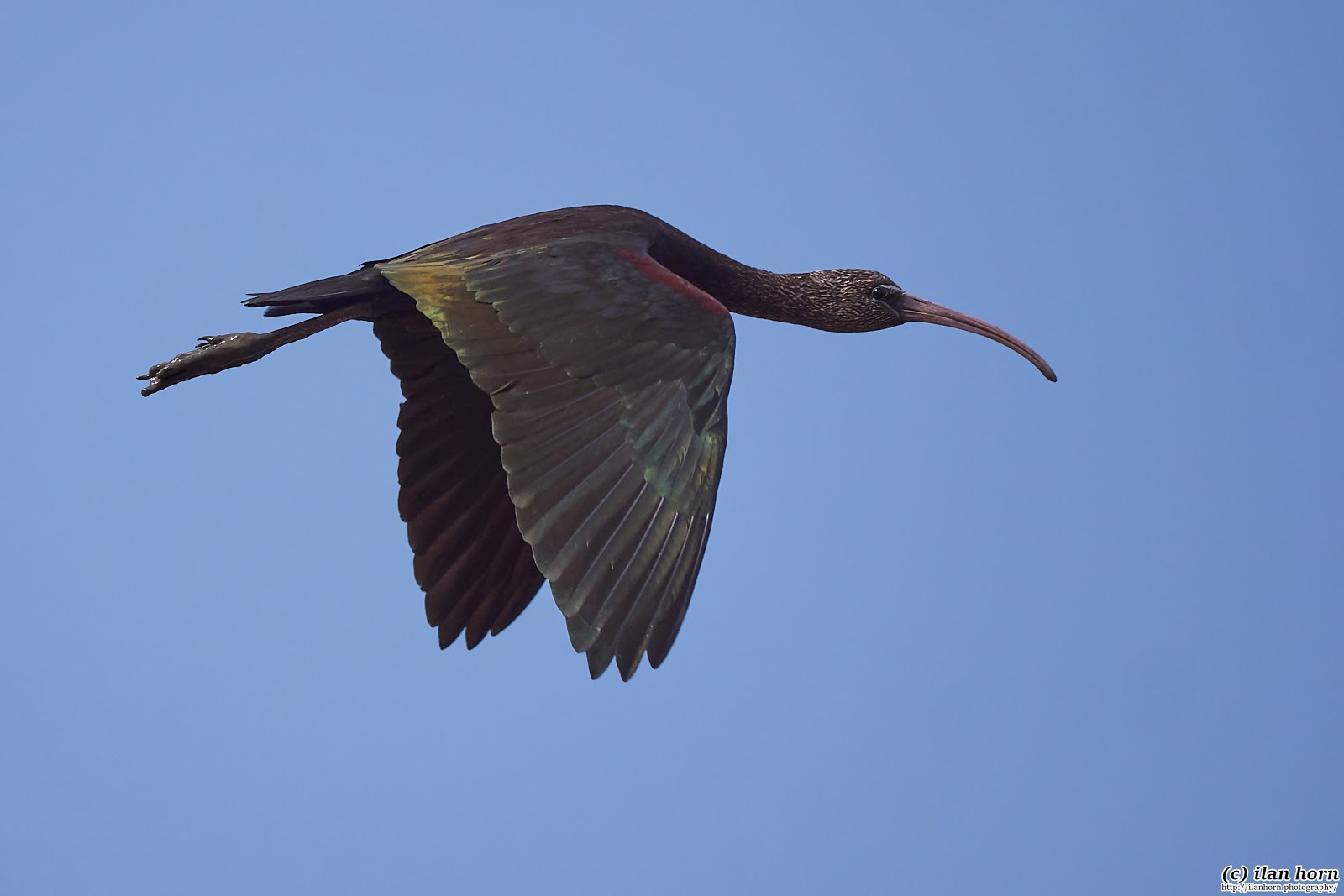 Glossy Ibis in Flight