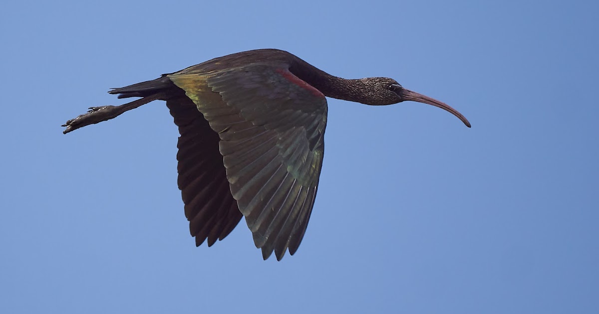 Glossy Ibis in Flight