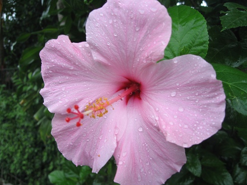 Gumamela Flower ( Hibiscus )