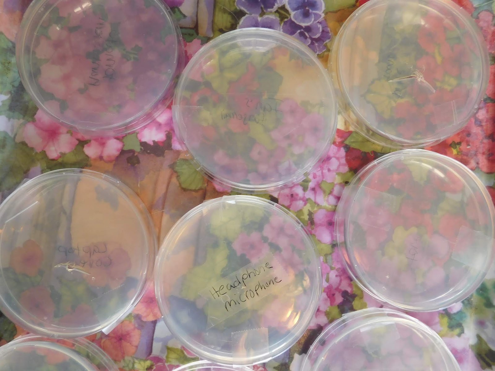 100 Days of Science #45-- Growing a Germ Farm