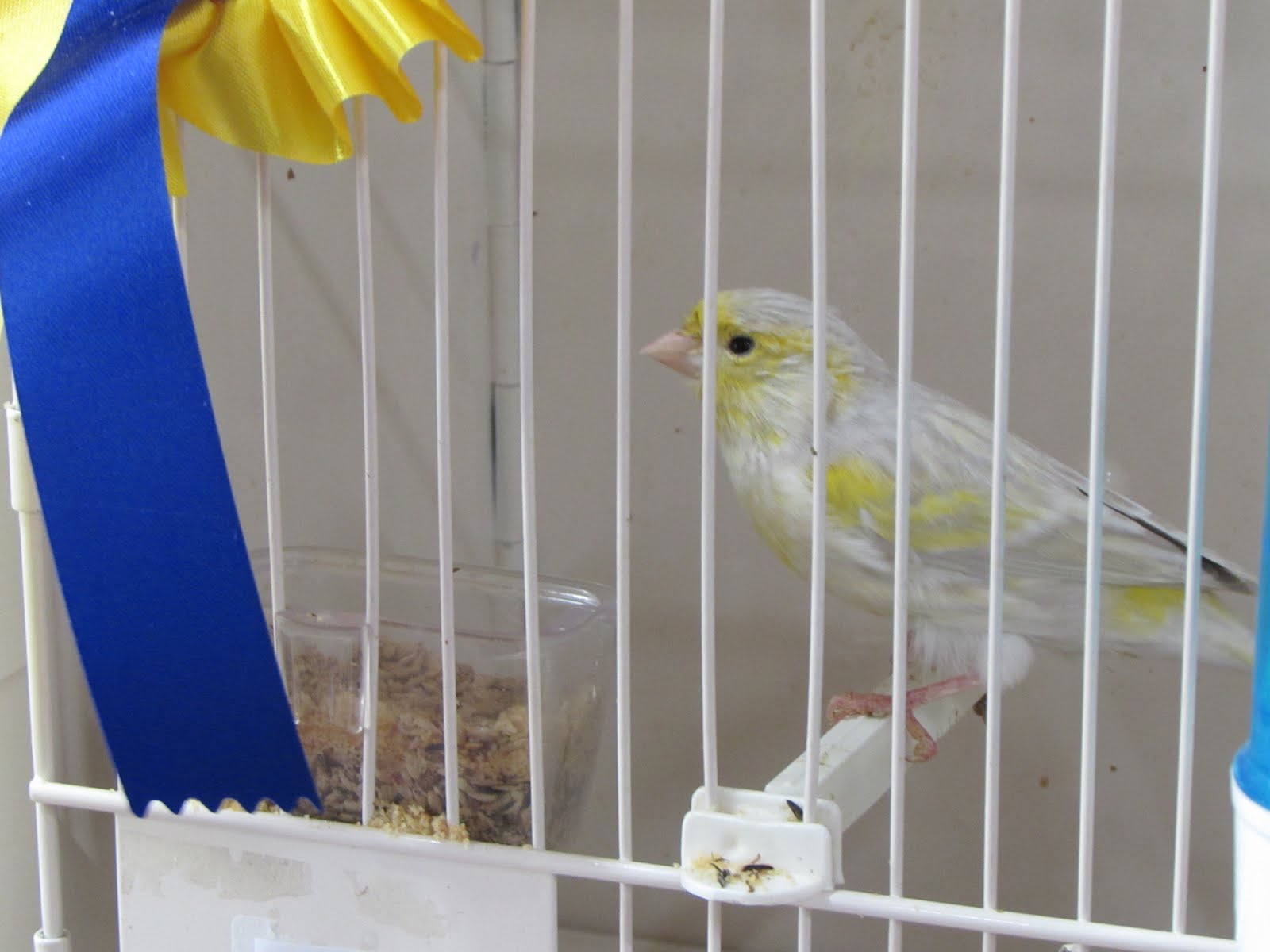 IL BRUNO PASTELLO "Allevamento Sportivo Canarini di Colore": MOSTRE 2015