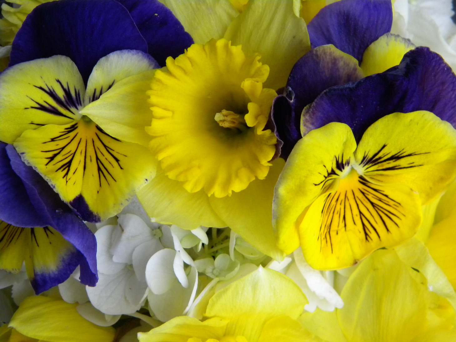 Wedding Flowers from Springwell: Daffodil and Pansy Bouquet for Winter ...