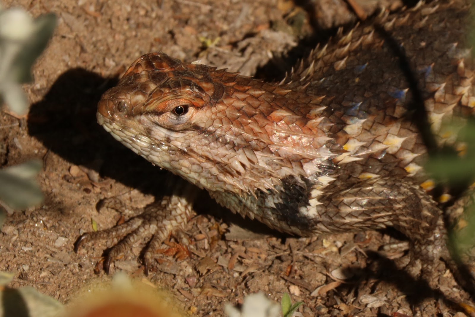 Lizards around Arizona
