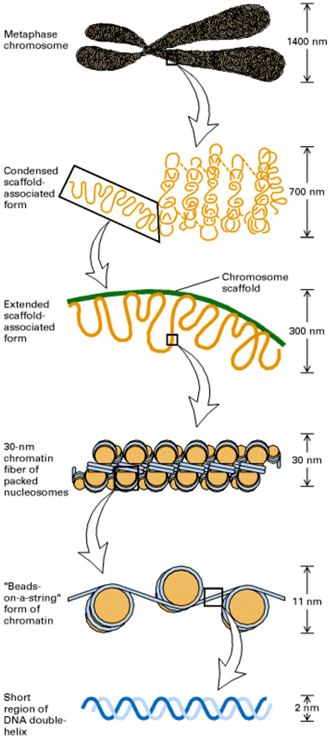 Plant Life: Chromatin