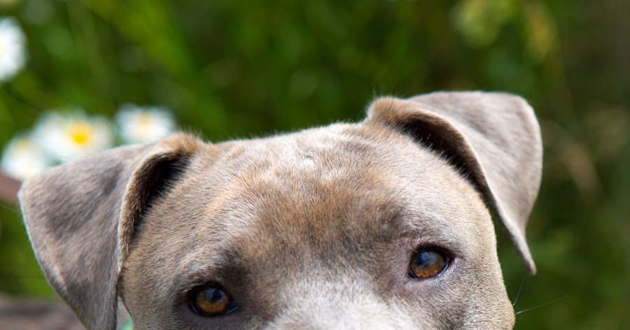 Shelter Dogs of Portland: "HAZEL" fabulous grey brindle Pitbull