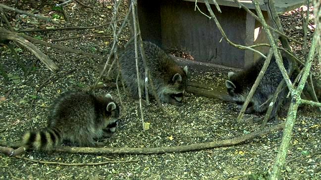 Tales From The Wilds: Raccoon Kits, Gray Fox Kits and Skunks at the ...