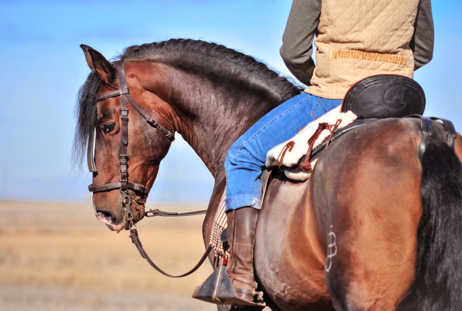 El Aristócrata: LIFESTYLE V: EL CABALLO ESPAÑOL